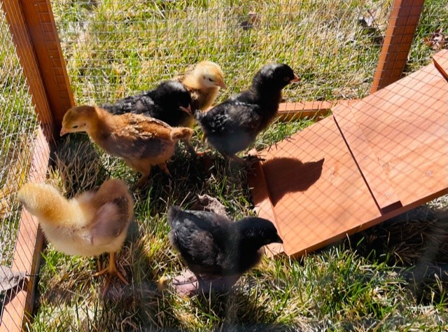 Are You Chicken? – the mommy avenger
