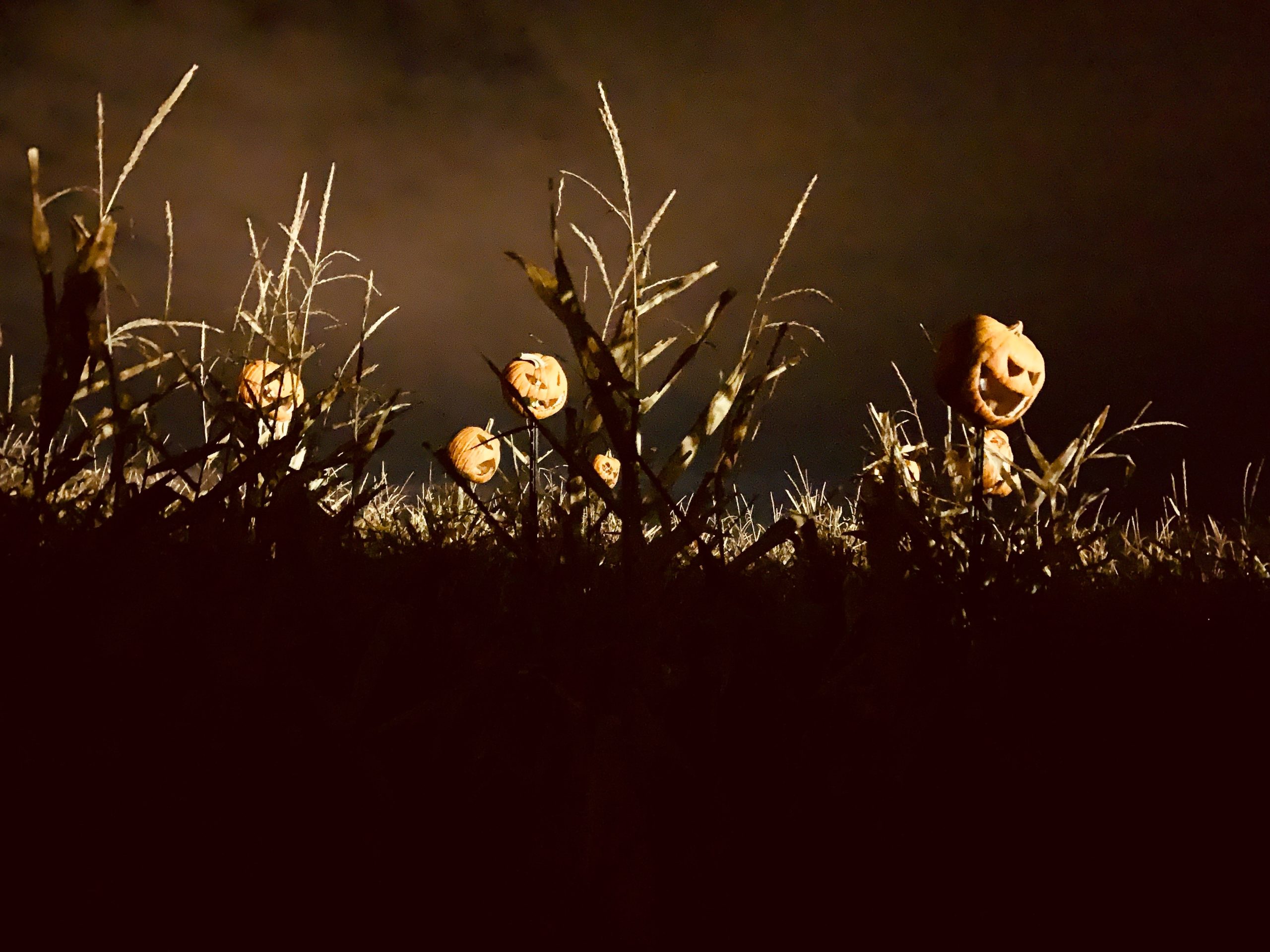 A Hauntingly Good Time at Glen Ray’s Corn Maze and Field of Fright ...